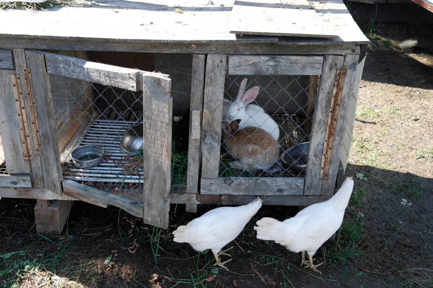 Rabbits: The Secret Homestead Resource – Videos – Mother Earth News